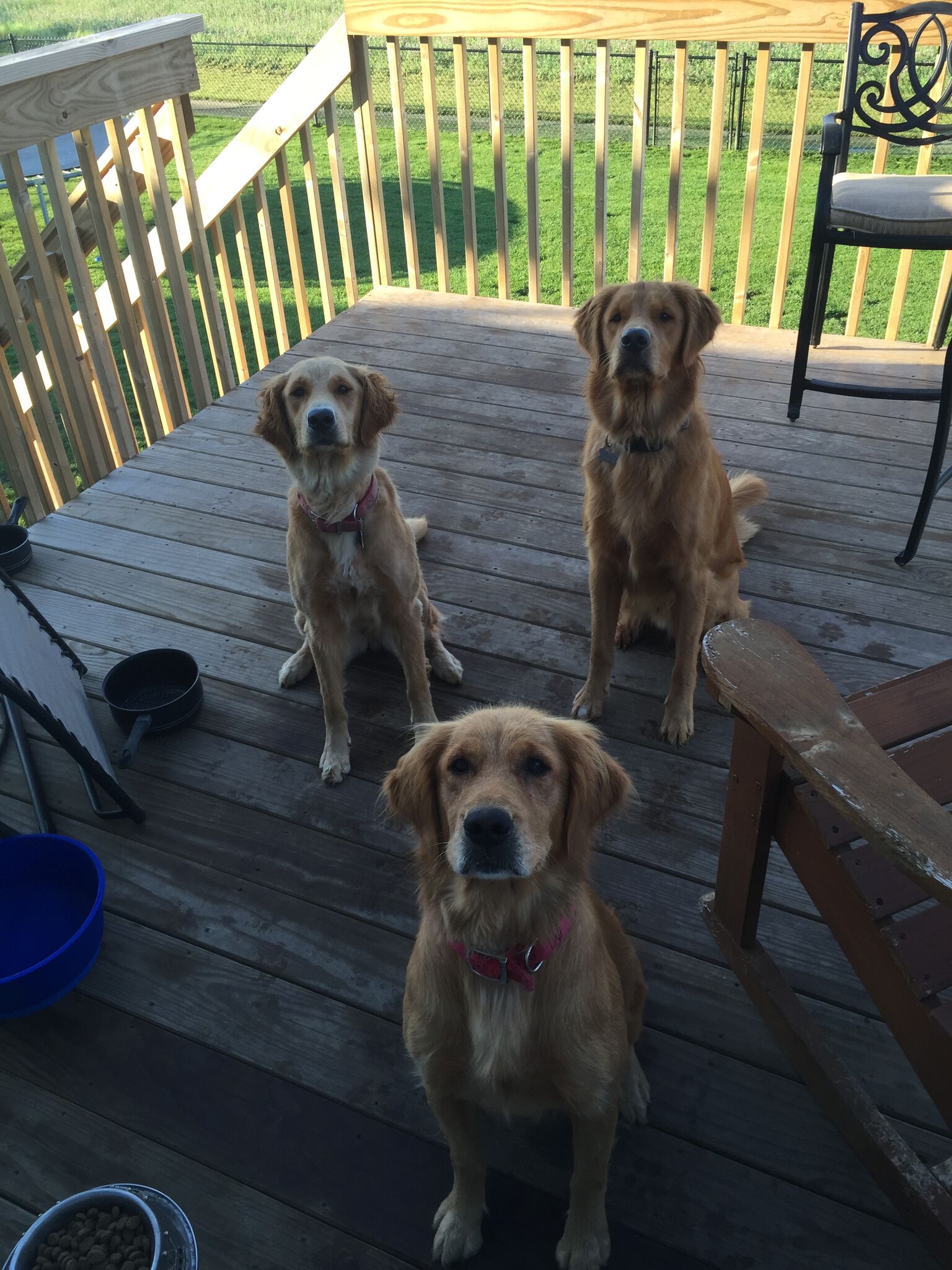 Gallery – Heartland Goldens